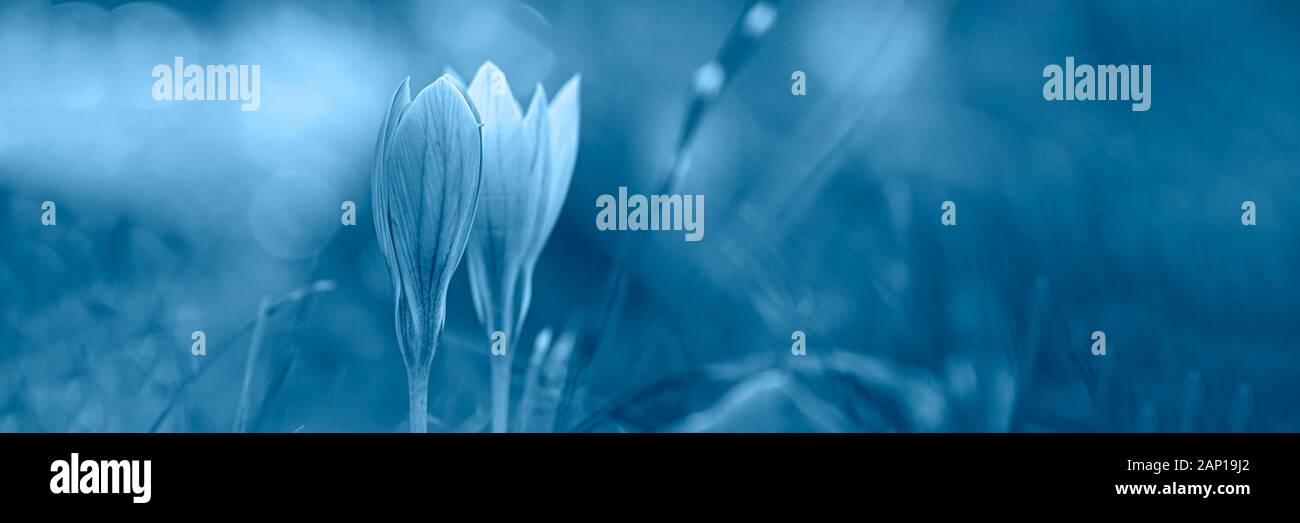 Nice tender blue flower close-up. Autumn crocus, colchicum autumnale ...