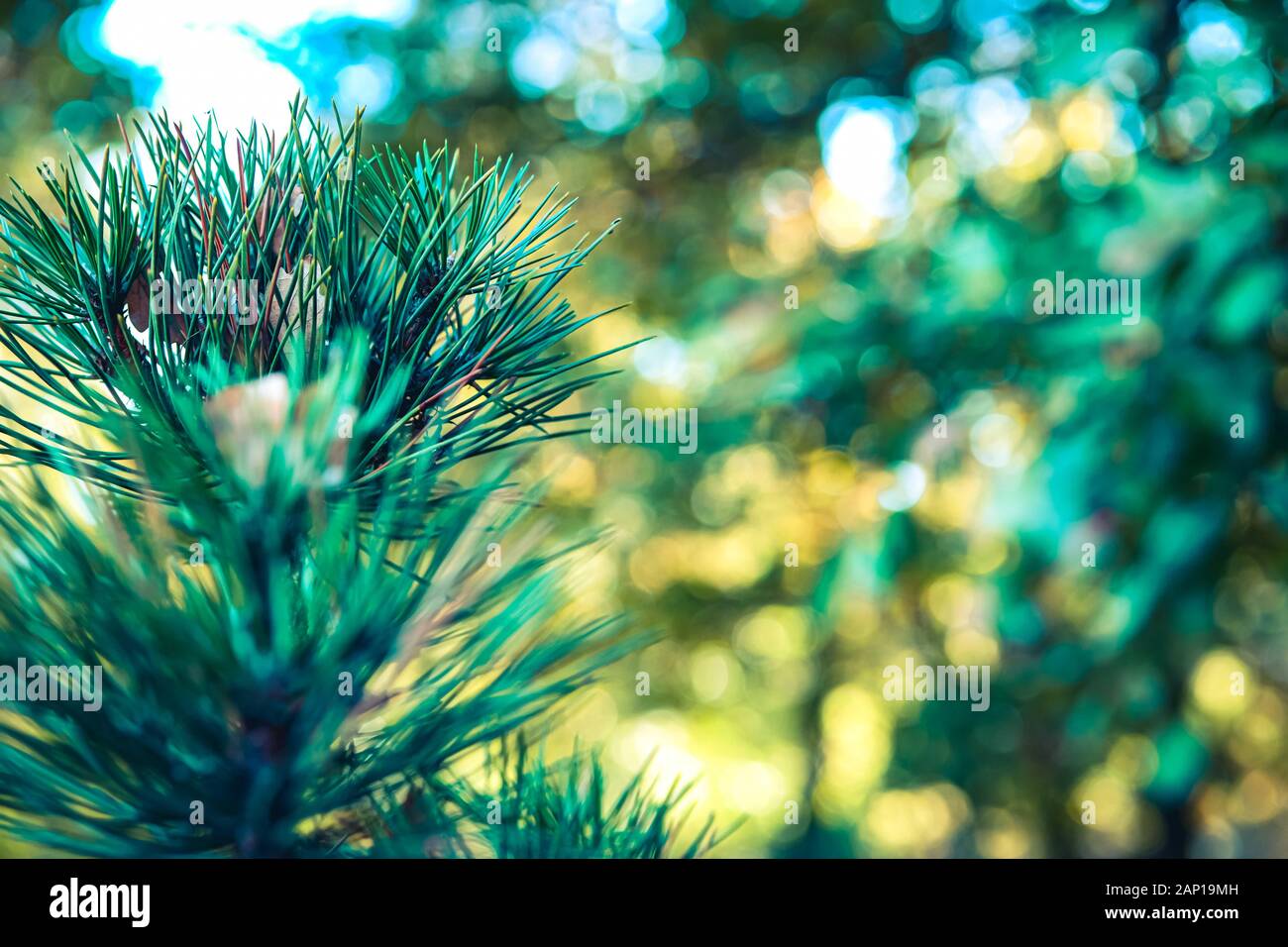 Blurred background pine hi-res stock photography and images - Alamy