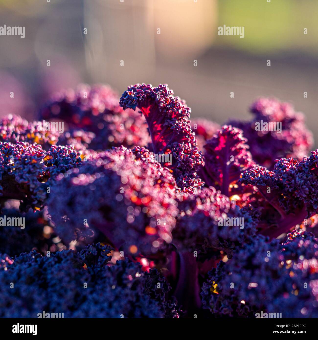 Purple kale hi-res stock photography and images - Alamy