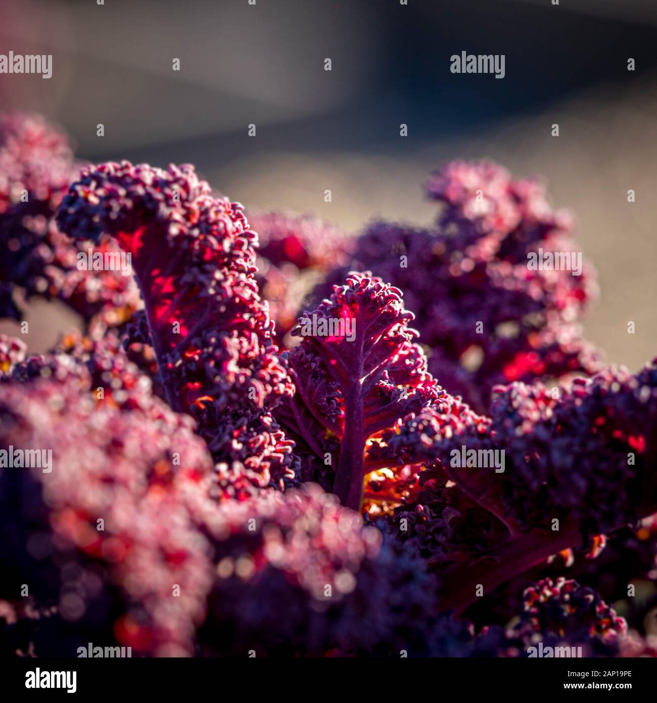 Purple kale hi-res stock photography and images - Alamy