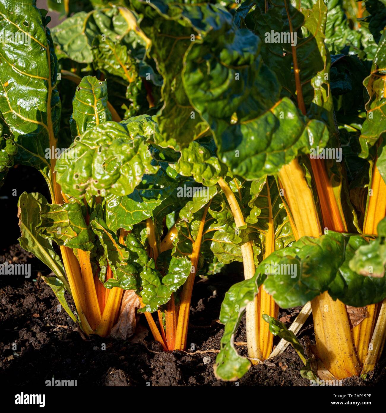 Bright winter garden plants hi-res stock photography and images - Alamy