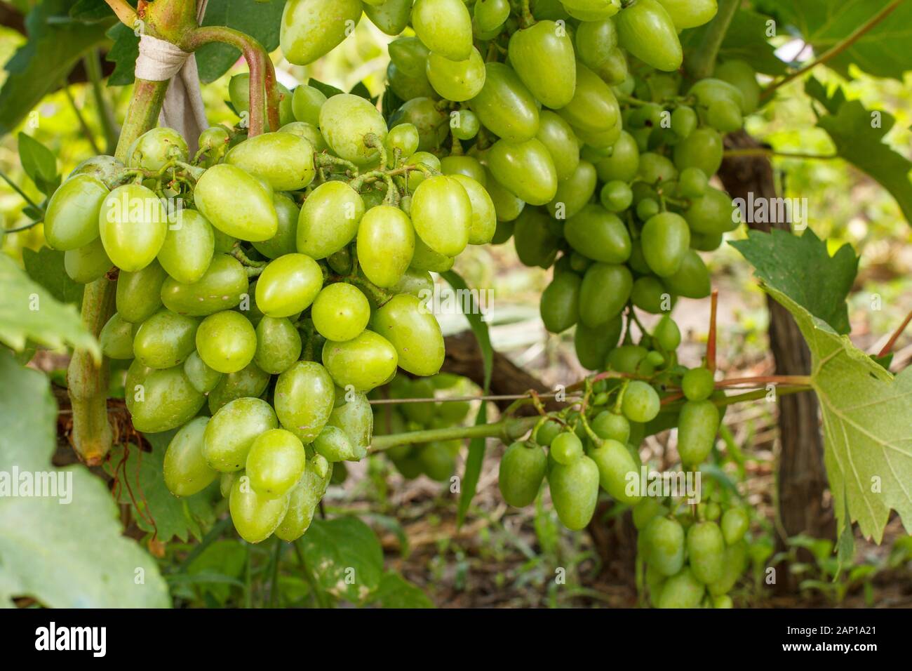 Close-up unripe green bunch of grapes in vineyard on summer. Shallow ...
