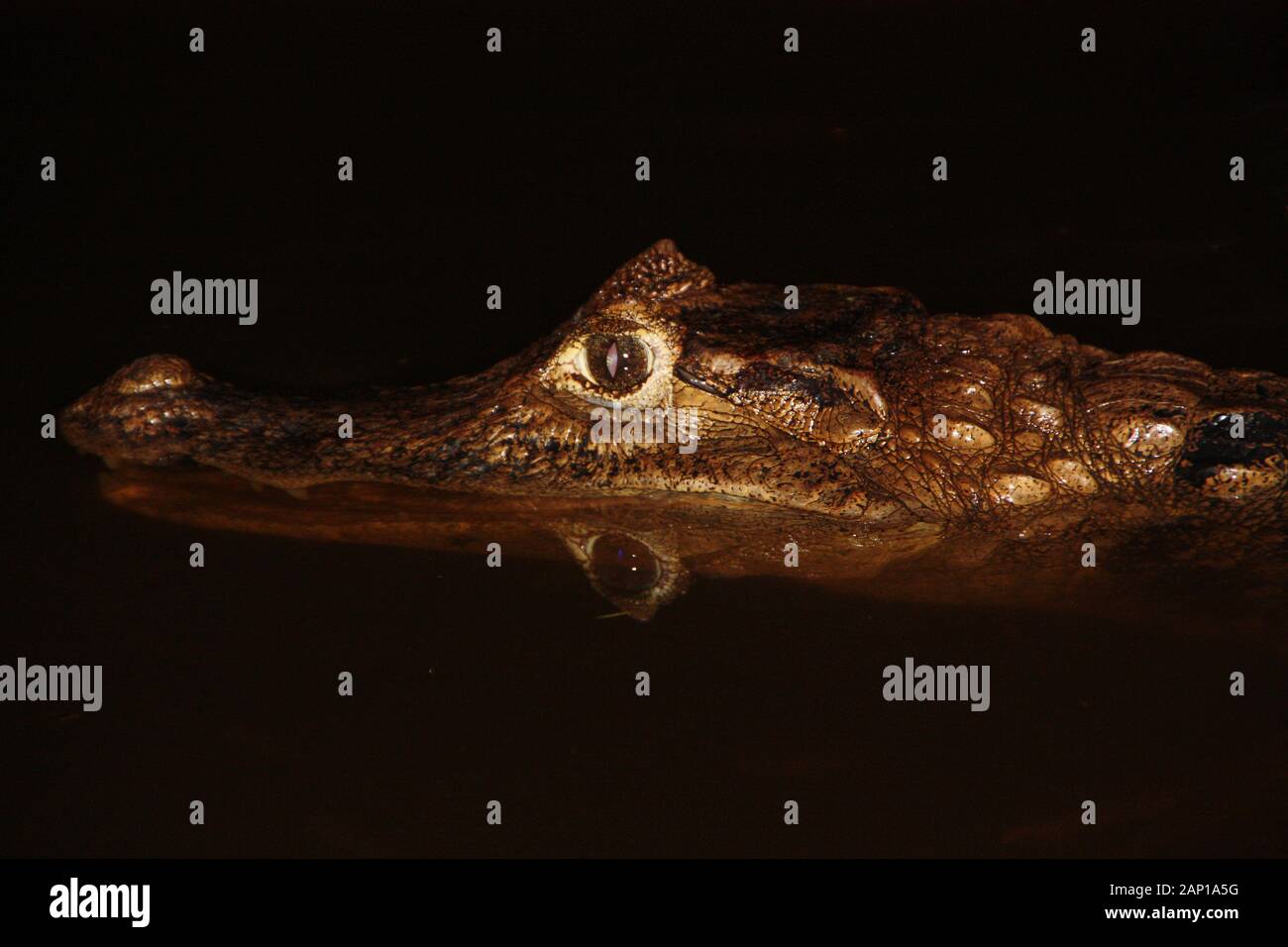 Head of a caiman in Costa Rica at night in the water Stock Photo - Alamy
