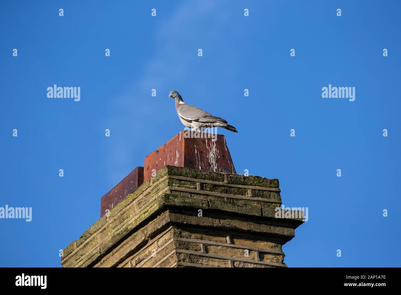 Pigeon on a chimney stack hi-res stock photography and images - Alamy