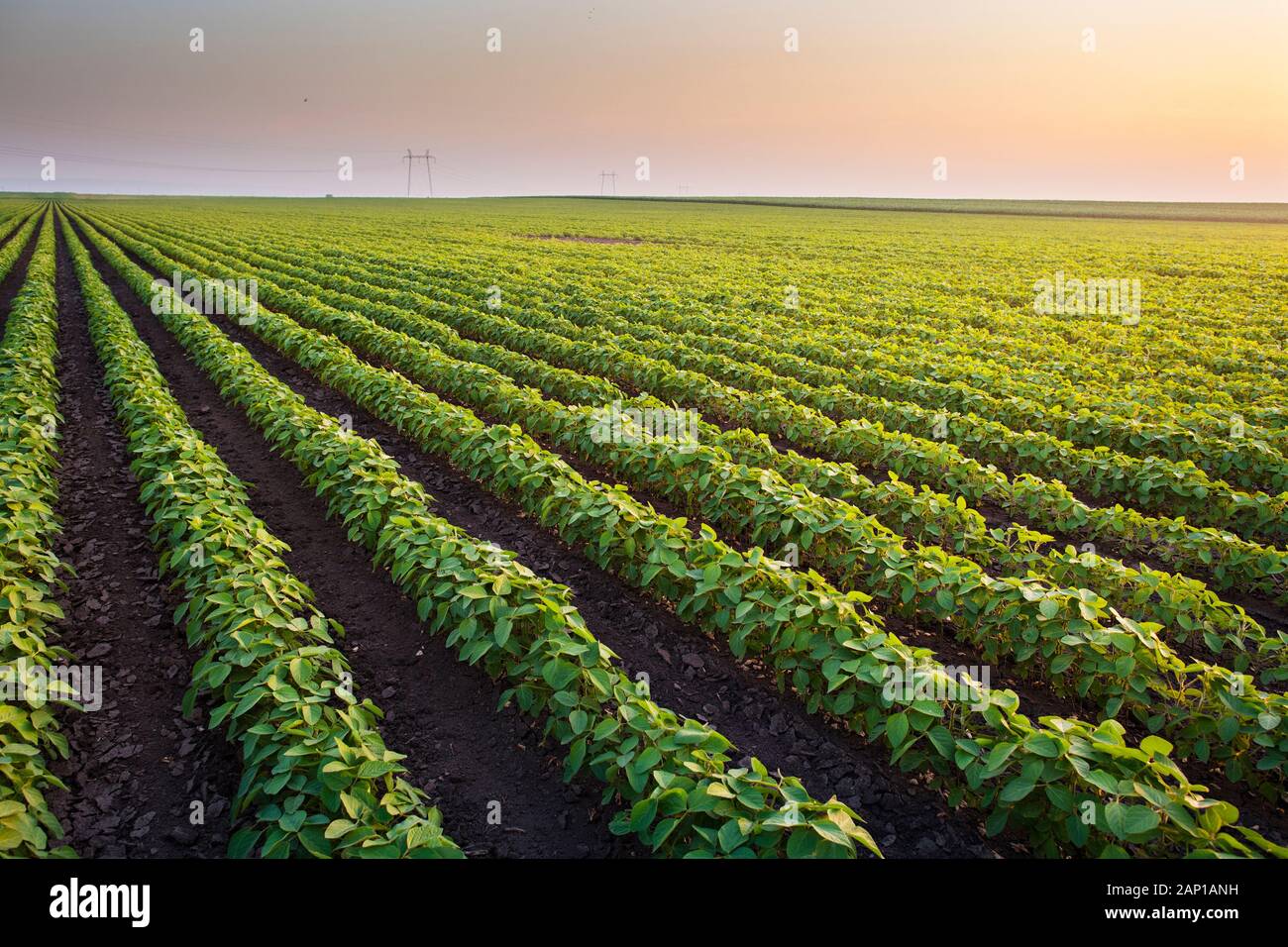 Open soybean field at sunset.Soybean field Stock Photo - Alamy