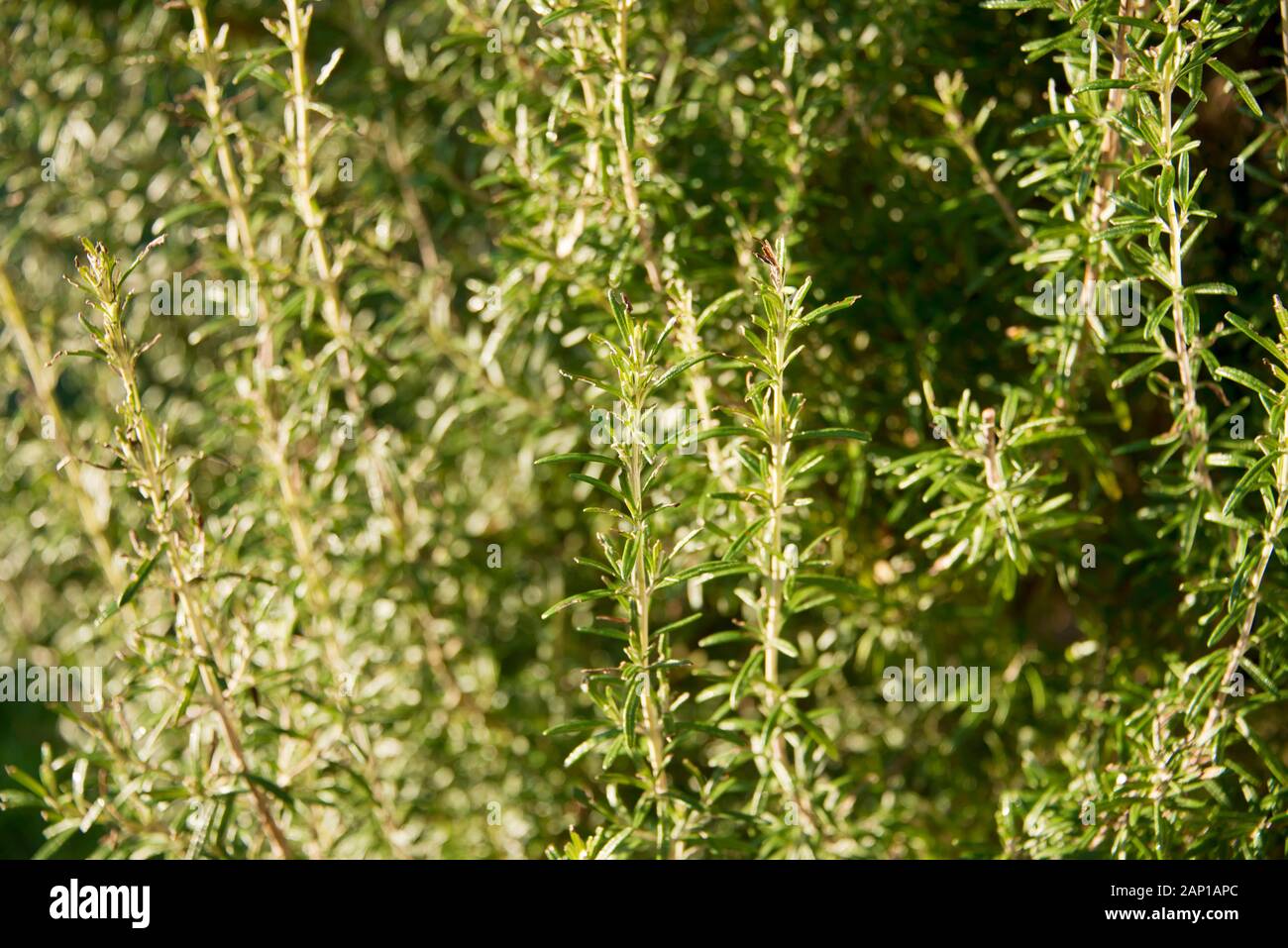 Organic rosemary plant stalks hi-res stock photography and images - Alamy