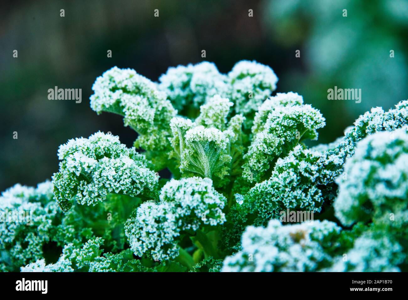 Detailed frost on kale leaf hi-res stock photography and images - Alamy