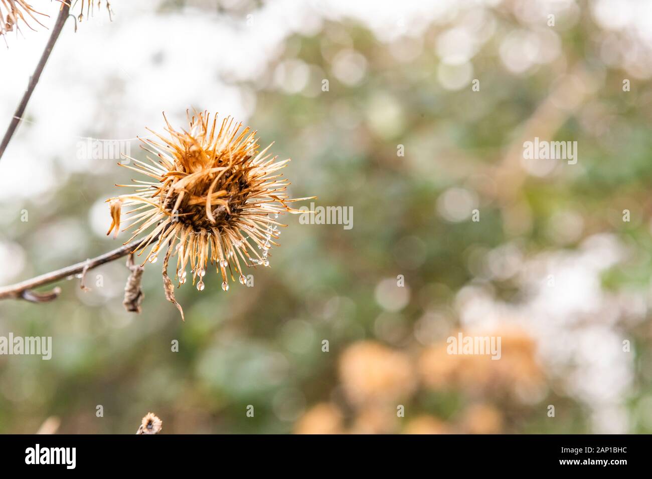 Branched Bur-reed - Sparganium erectum - winter seed heads. Freezing ...