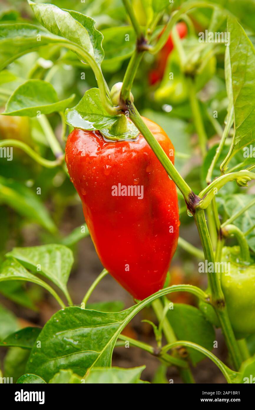 Red bell pepper growing on bush in the garden. Ripening bulgarian or ...