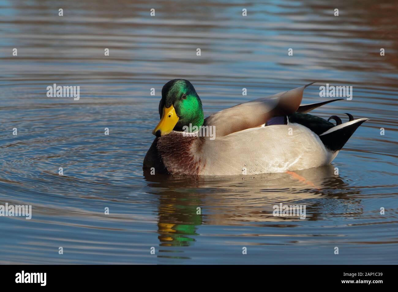 Close up of Male Mallard looking at camera and reflection in water ...