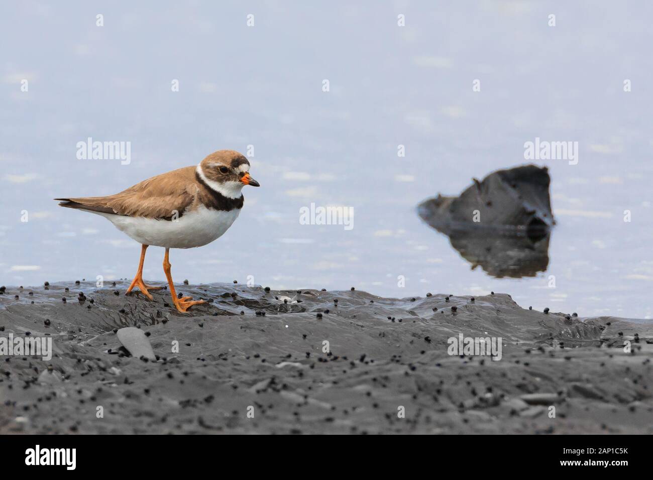 Semipalmated feet hi-res stock photography and images - Alamy