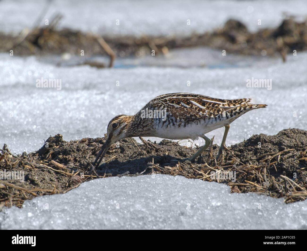 Wilson's Snipe bird feeding in springtime field of mud and snow Stock ...