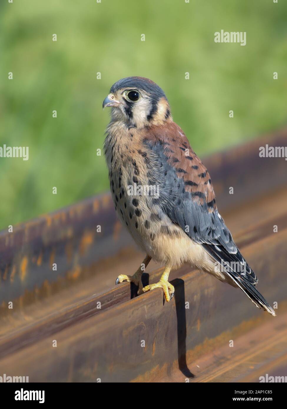 Kestrel feathers hi-res stock photography and images - Alamy