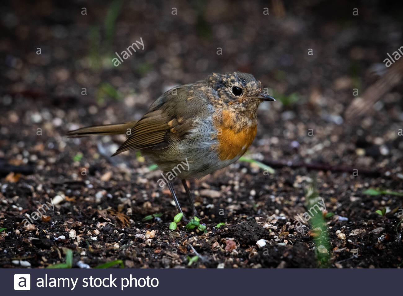 Juvenile Robin Stock Photos & Juvenile Robin Stock Images - Alamy