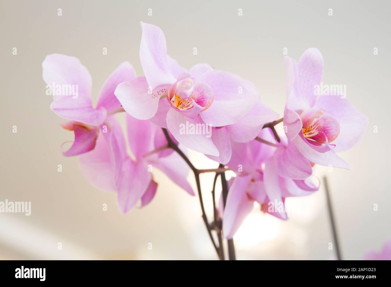 Beautiful pink iris flowers in full bloom Stock Photo - Alamy