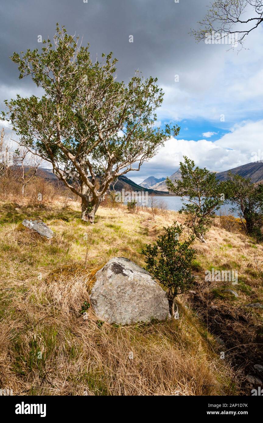 Trees on the remote shore of Loch Etive in Glen Etive in the North West ...