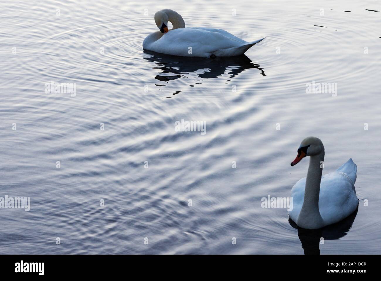 Swan detailed hi-res stock photography and images - Alamy
