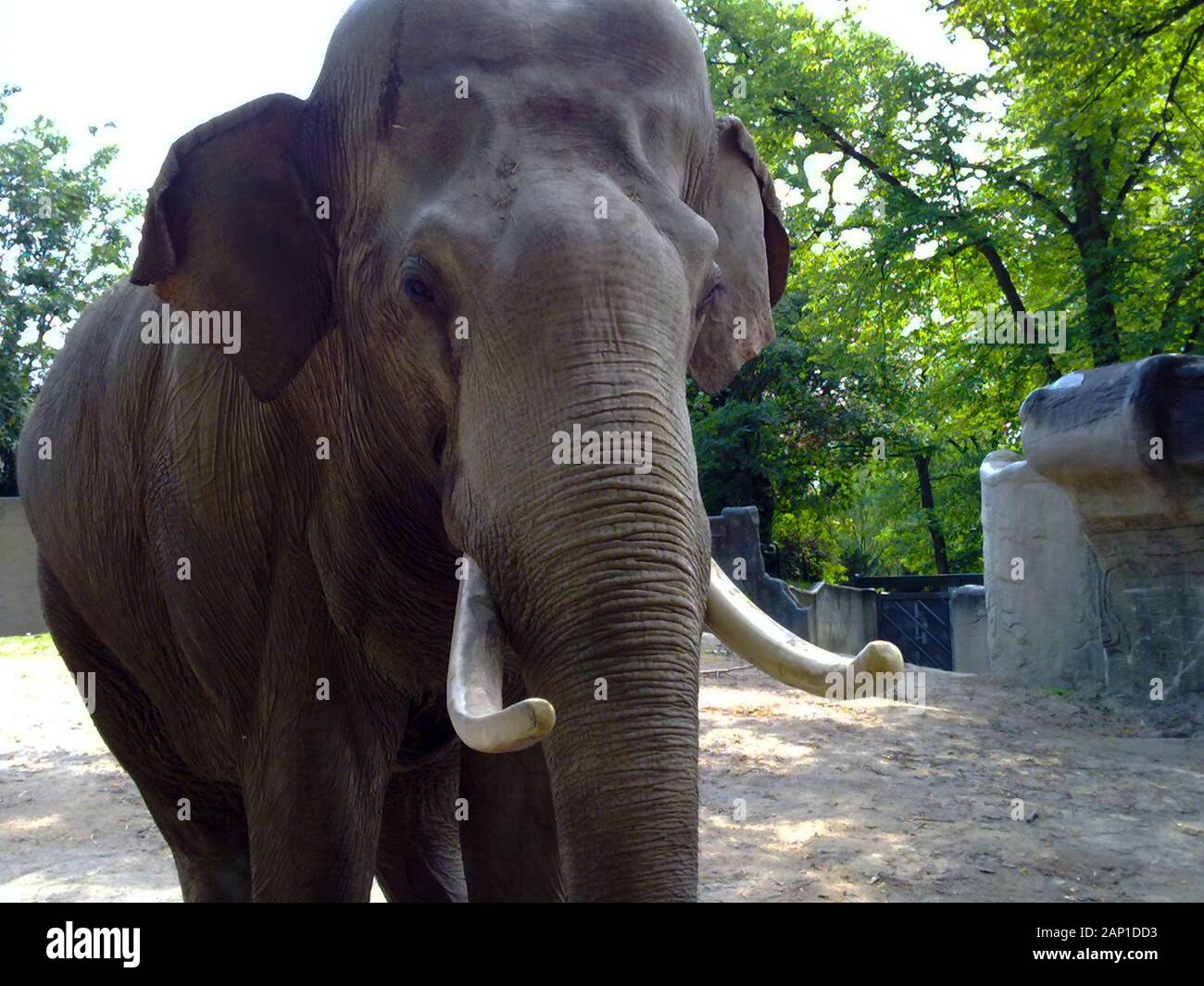 Black white asian elephants face hi-res stock photography and images ...