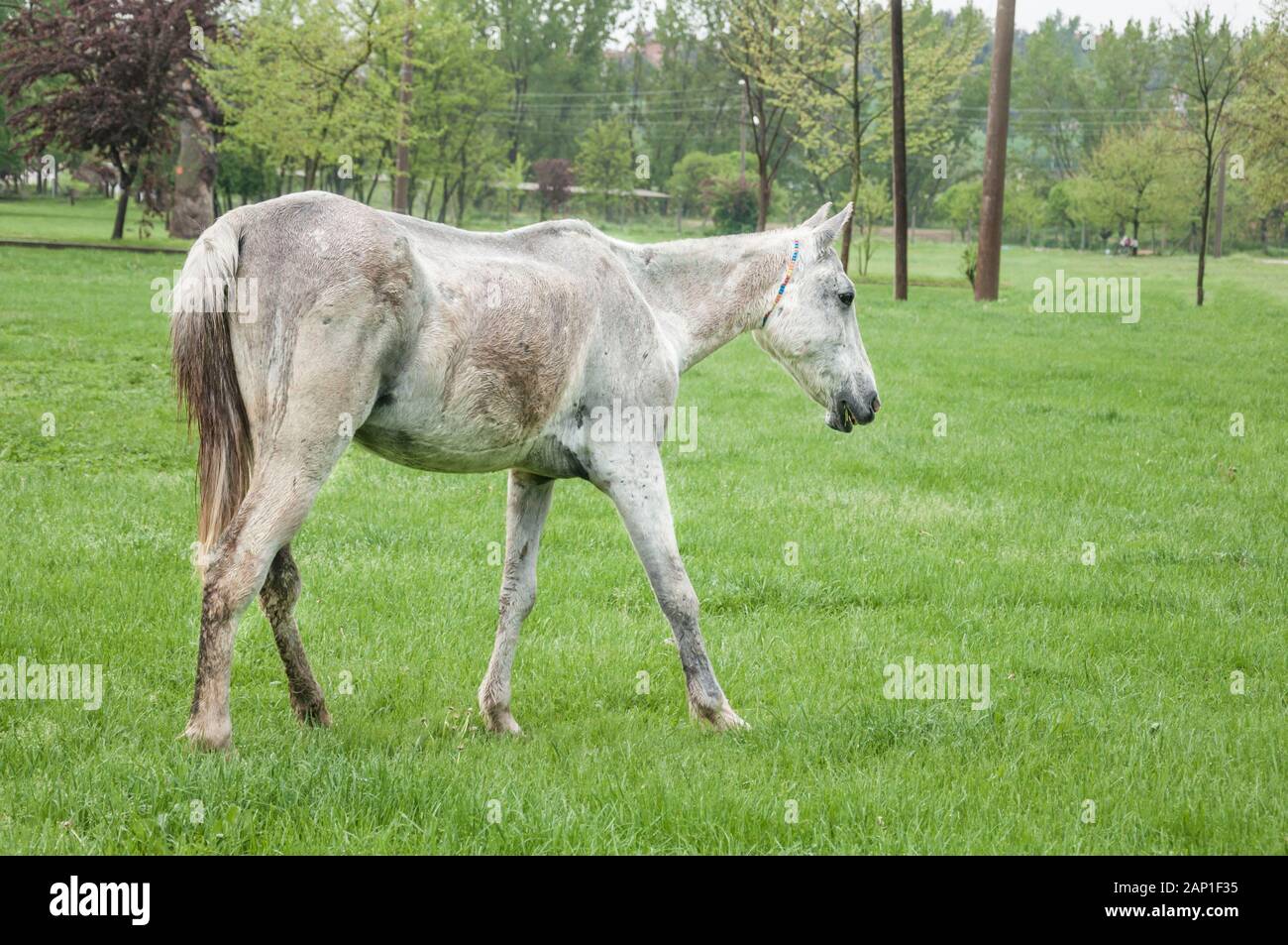 Scrawny horse hi-res stock photography and images - Alamy