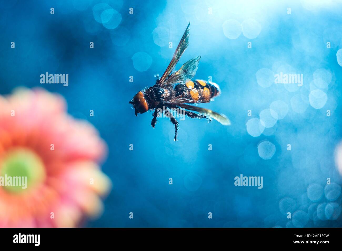 two big queen bees. A pair of wasps flying, on a colorful background ...