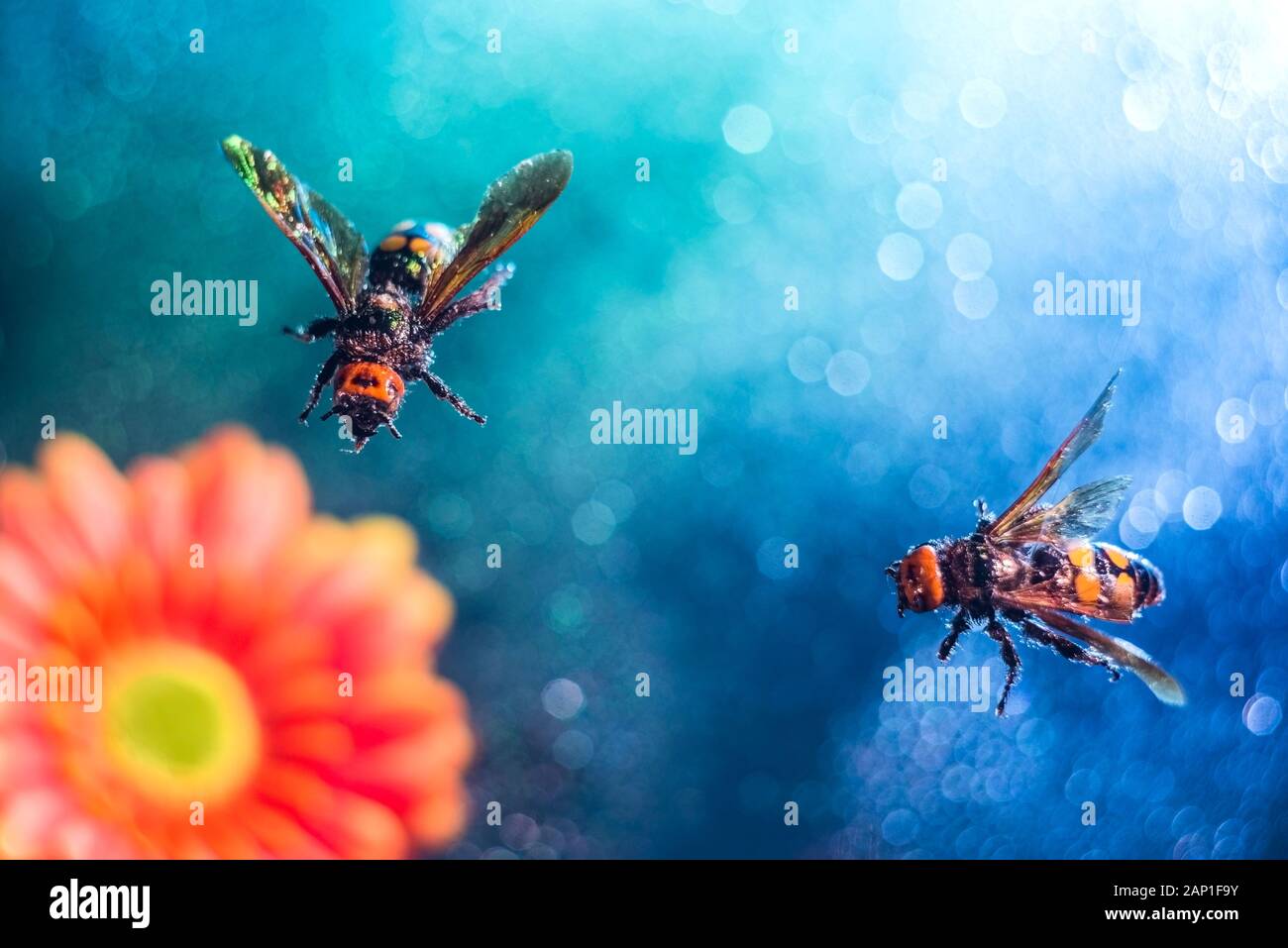 two big queen bees. A pair of wasps flying, on a colorful background ...
