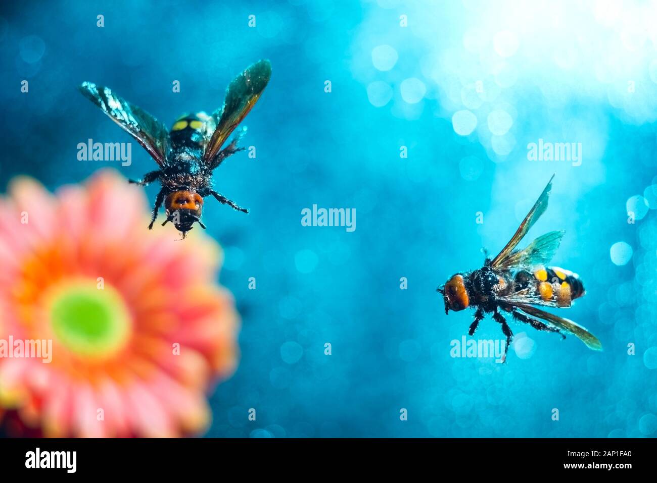 two big queen bees. A pair of wasps flying, on a colorful background ...