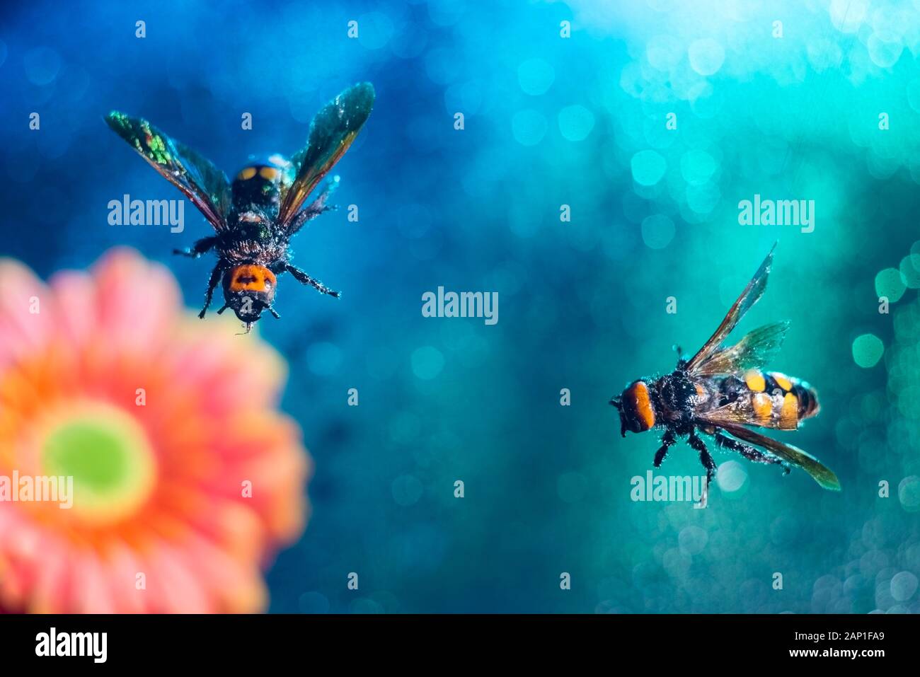 two big queen bees. A pair of wasps flying, on a colorful background ...