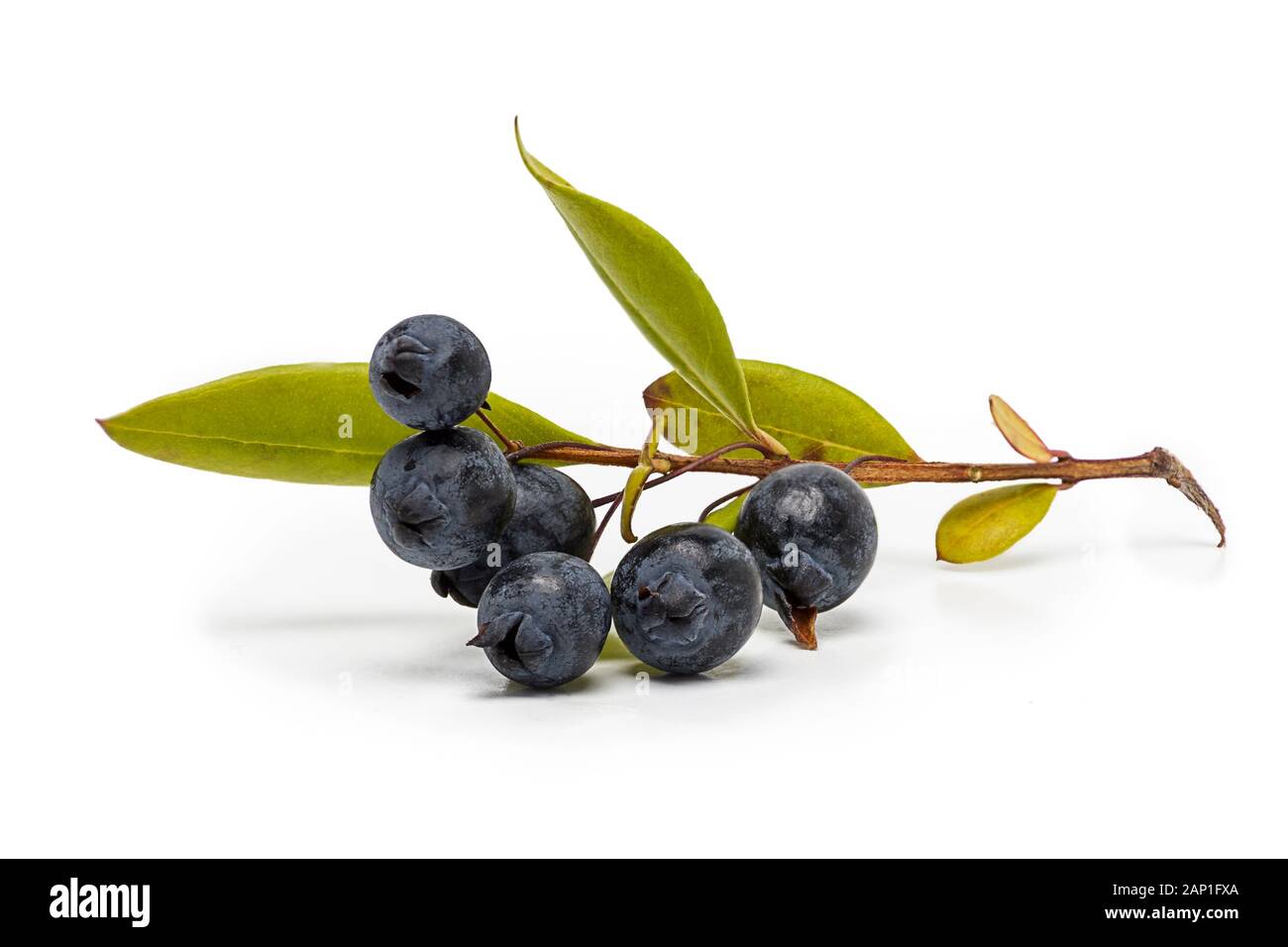 myrtle berries and branch isolated on white background Stock Photo - Alamy