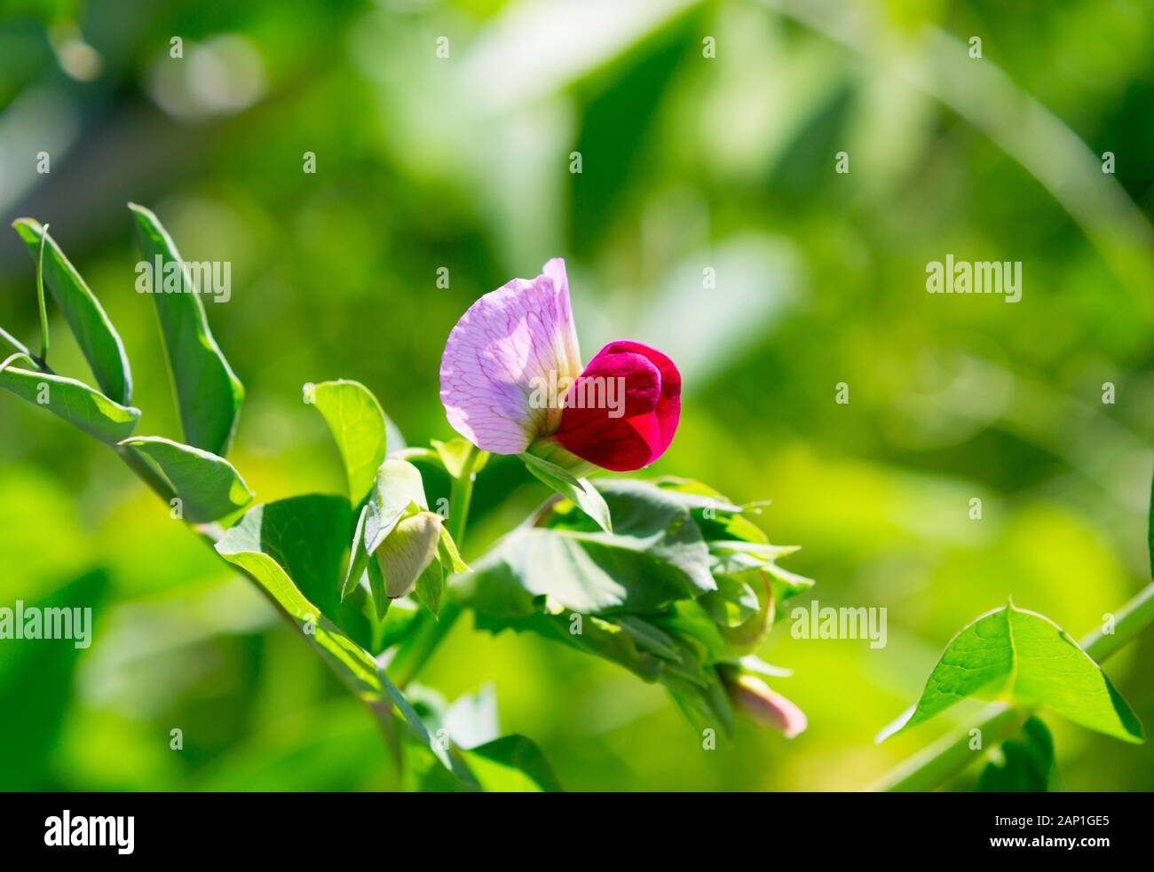 Pea plant hi-res stock photography and images - Alamy