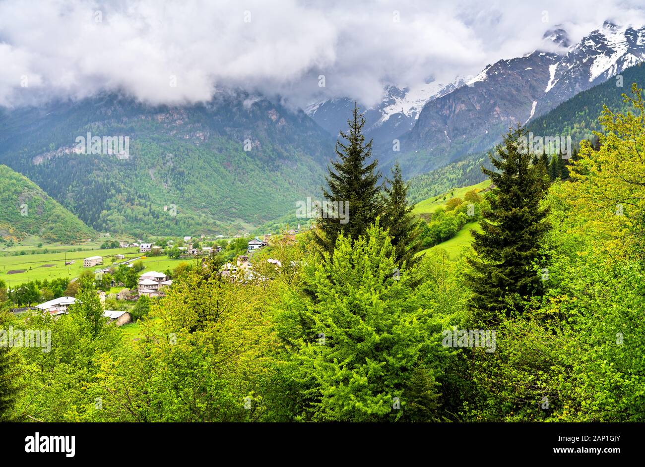 Georgia Pine Tree High Resolution Stock Photography and Images - Alamy