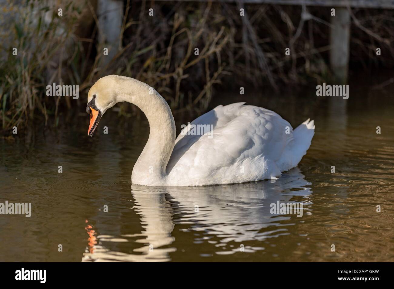 The swan hotel river thames hi-res stock photography and images - Alamy