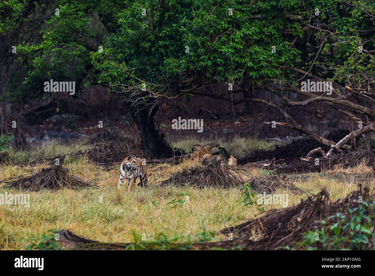 Tiger scent marking hi-res stock photography and images - Alamy