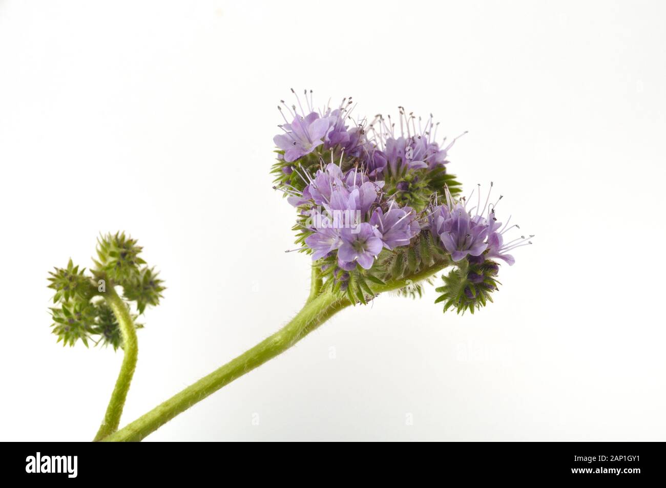 Phacelia tanacetifolia and butterfly hi-res stock photography and ...