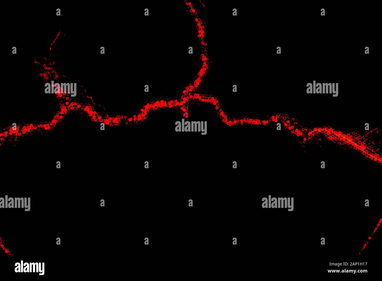 Glowing dynamic wavy red lines on a black background Stock Photo - Alamy