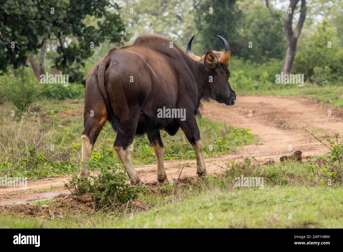 Indian guar hi-res stock photography and images - Alamy