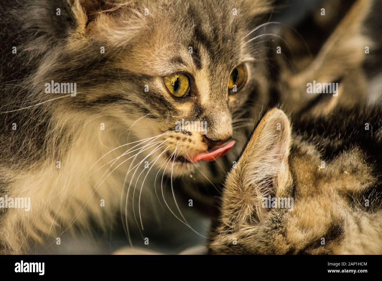young cats are drinking fresh mild Stock Photo - Alamy