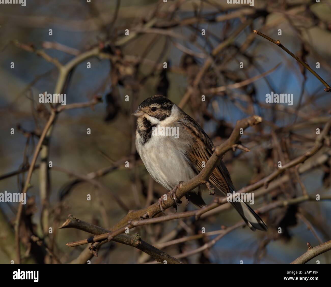 British buntings hi-res stock photography and images - Alamy