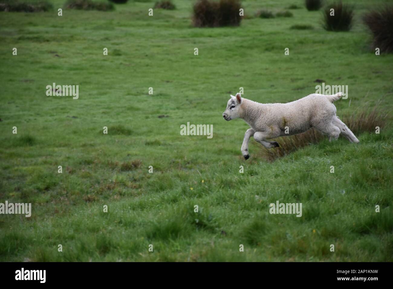 Lambs running on grass hi-res stock photography and images - Alamy