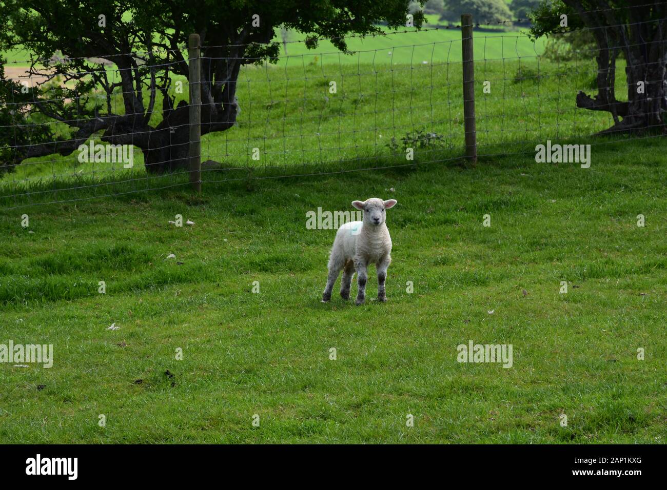 English farm with a single lamb in a grass field Stock Photo - Alamy