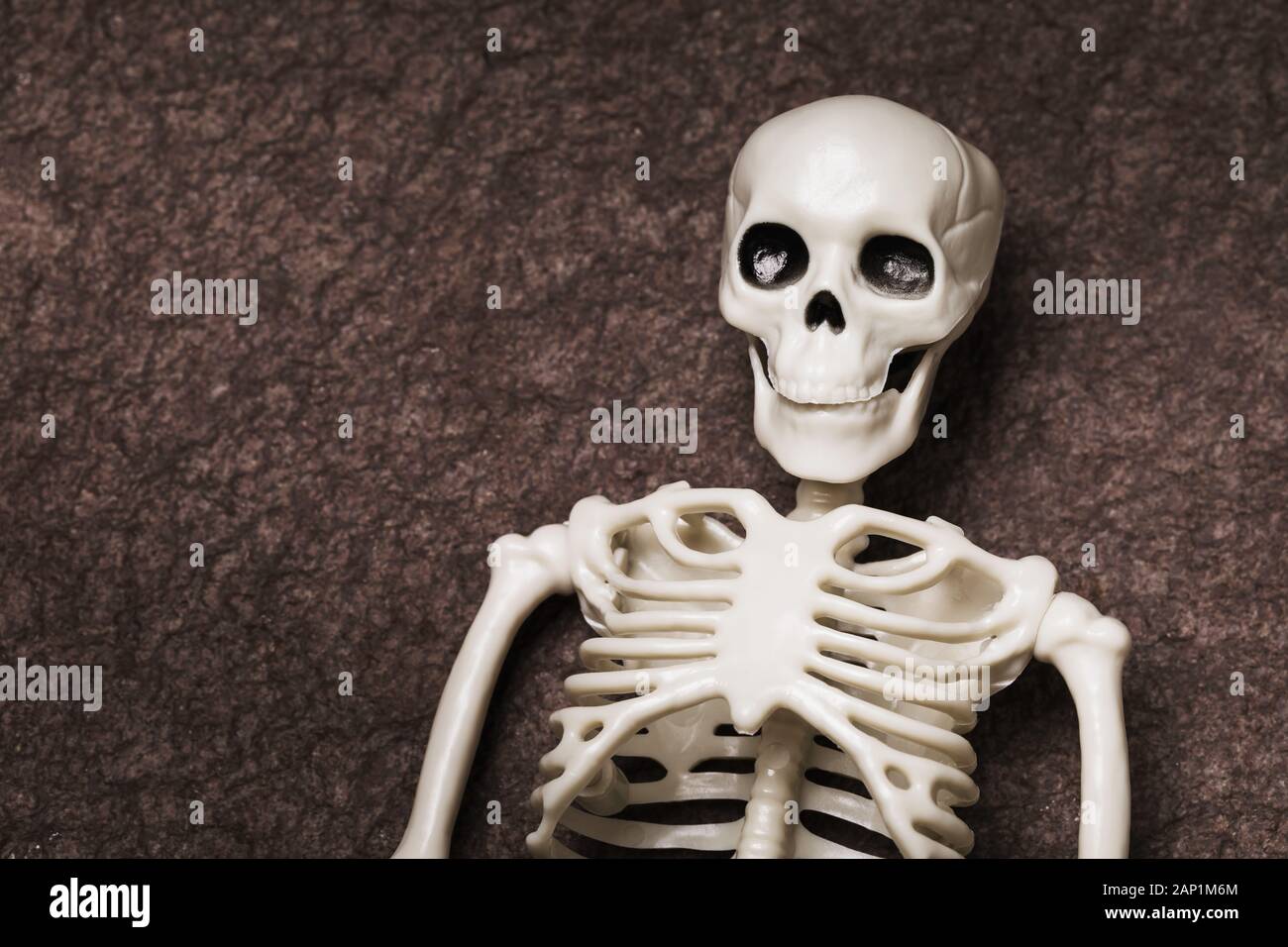 Human skeleton top view hi-res stock photography and images - Alamy