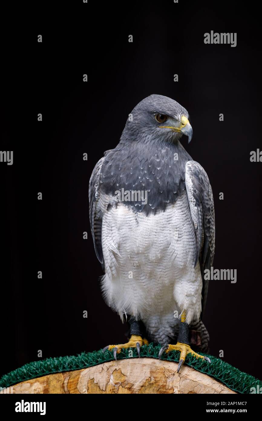 Chilean blue eagle hi-res stock photography and images - Alamy