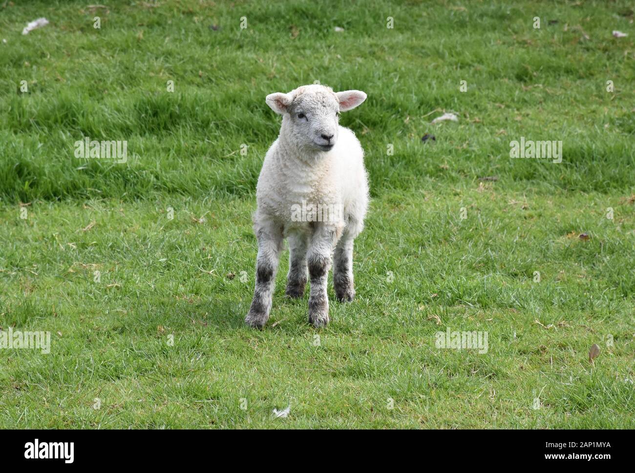 Springtime with a sweet white lamb in a grass pasture Stock Photo - Alamy