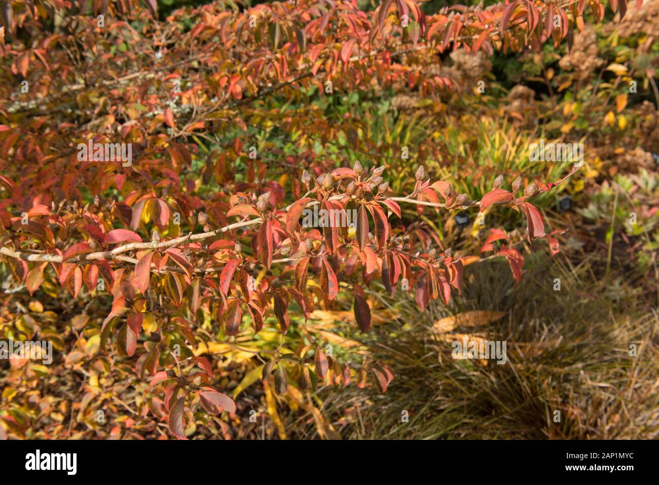 Bright Autumn Colours of a Tall Stewartia Tree (Stewartia monadelpha ...