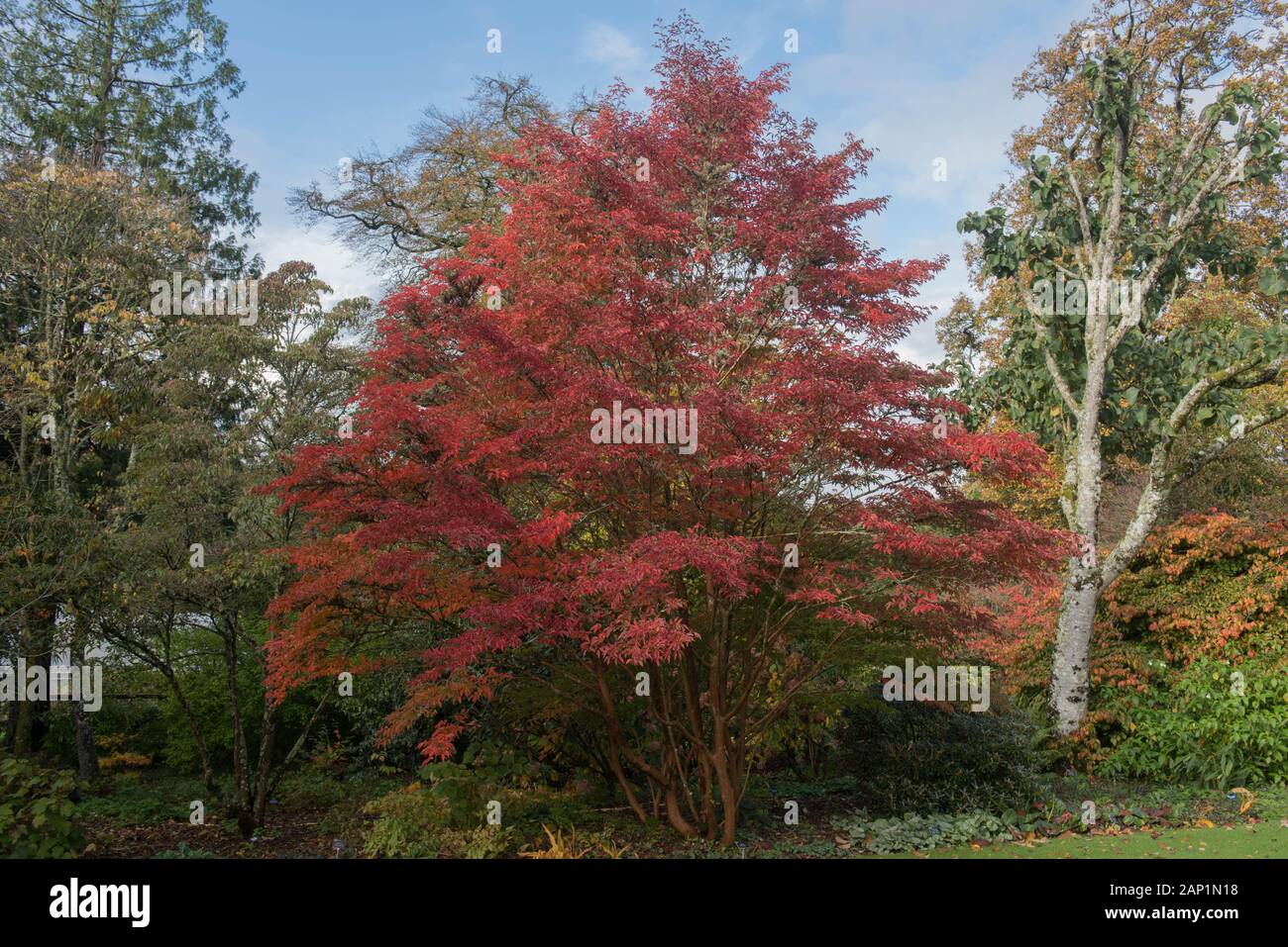 Stewartia hi-res stock photography and images - Alamy