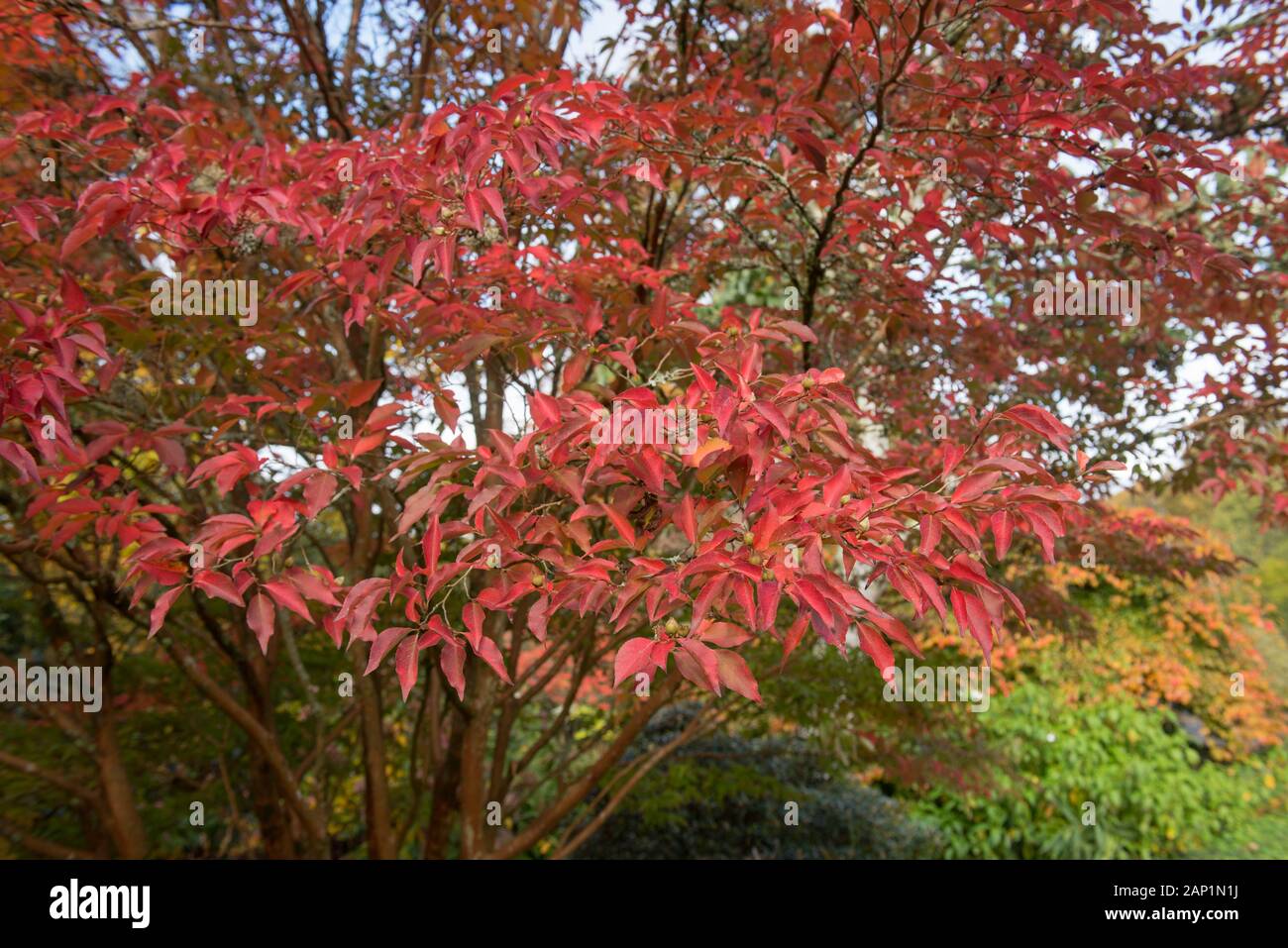 Bright Autumn Colours of a Tall Stewartia Tree (Stewartia monadelpha ...