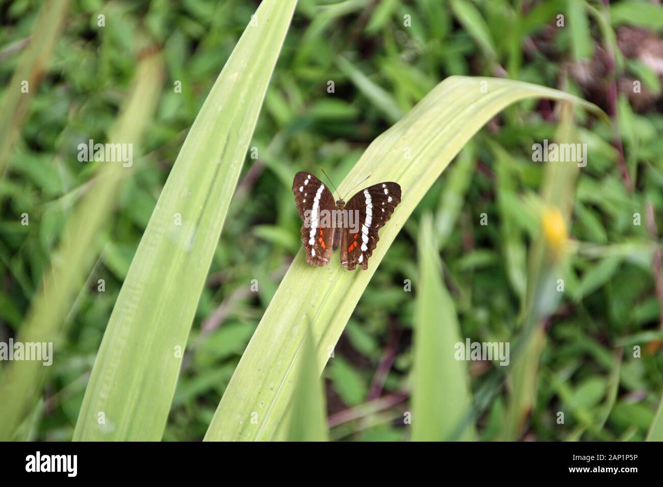 Butterflies of costa rica hi-res stock photography and images - Alamy