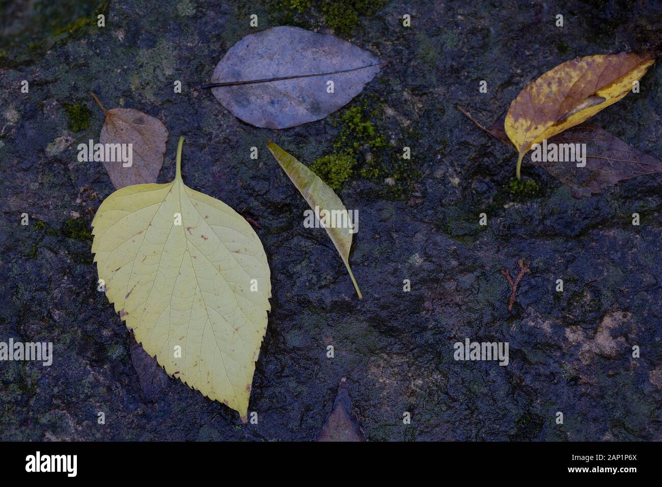 Primary leaves hi-res stock photography and images - Alamy