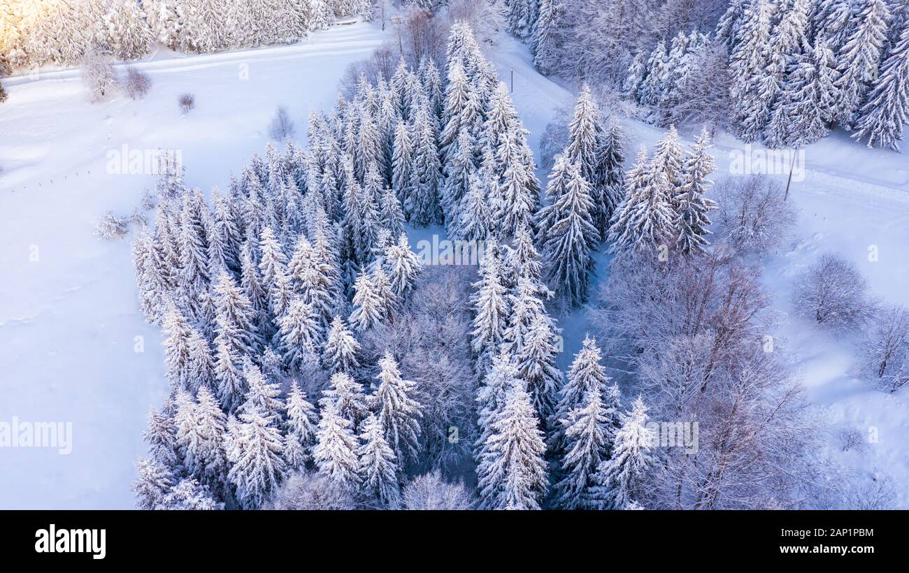 Aerial view of the forest at winter. The trees are covered with snow ...