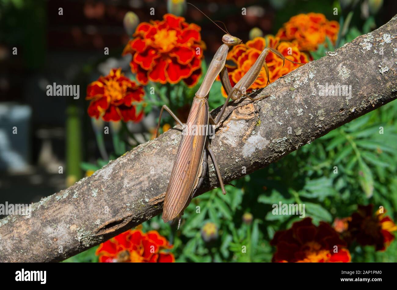 Praying Mantis insect in nature Stock Photo - Alamy