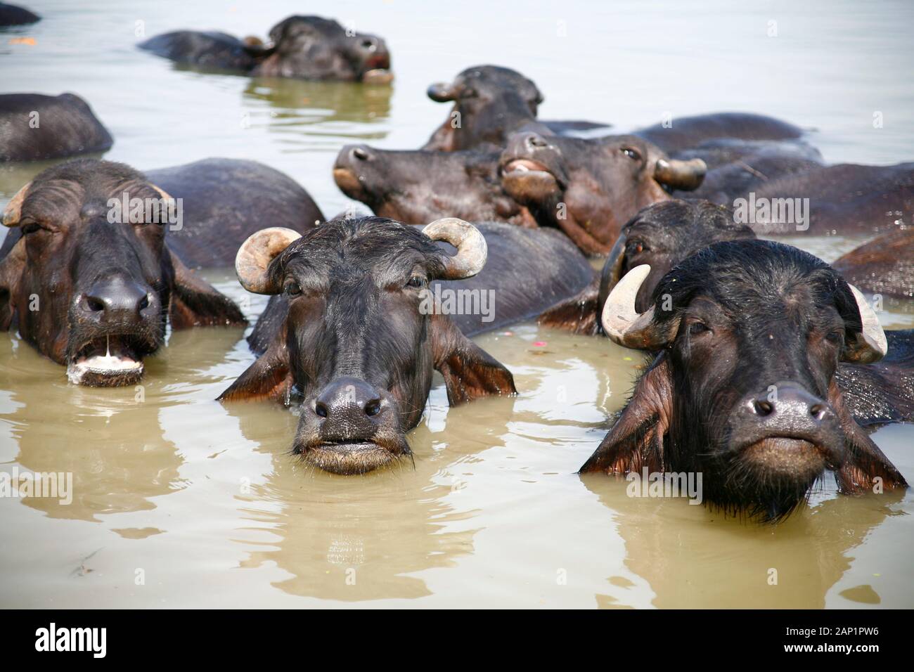 Washing cattle ganges river hi-res stock photography and images - Alamy